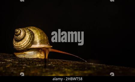 Borneo land snail crawling in the forest ground. Borneo tropical rain ...