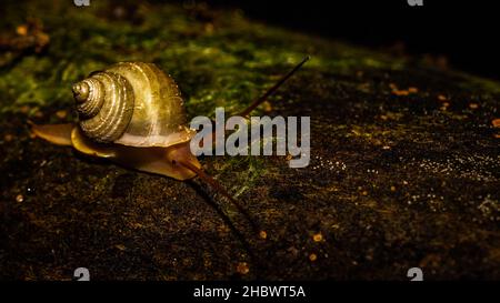 Borneo land snail crawling in the forest ground. Borneo tropical rain ...
