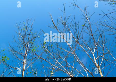 para rubber tree branch against with blue color sky Stock Photo - Alamy