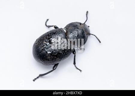 black beetle, blaps mortisaga, cellar beetle Stock Photo - Alamy