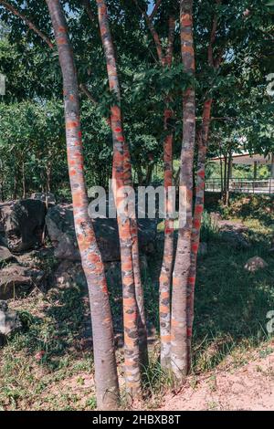 A vertical shot of a thin tree trunk Stock Photo - Alamy