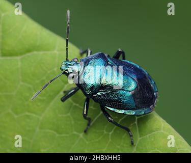 Blue Shieldbug (Zicrona caerulea) crawling on underside of leaf ...