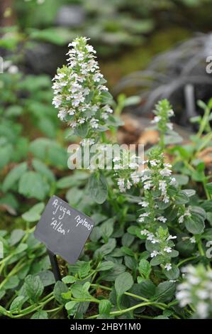White bugle (Ajuga reptans) Alba blooms in a garden in May Stock Photo ...