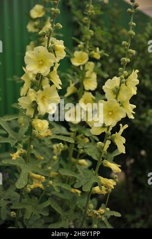 green leaf of the Hollyhock (Alcea species) in the morning sun Stock ...
