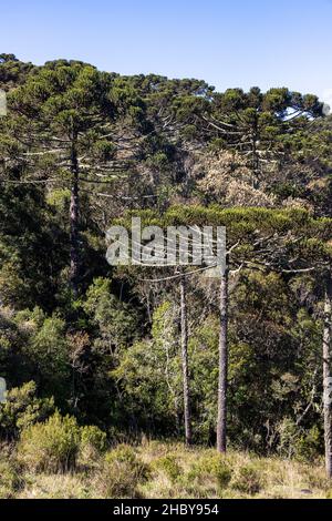 Araucaria forest with trees and vegetation, Cambara do Sul, Rio Grande ...