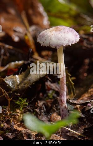 Lilac dapperling mushroom (Cystolepiota bucknallii) emerging from leaf ...