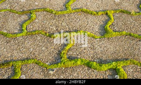 Moss around paving stones on a garden path in Ystad, Skane, Sweden ...
