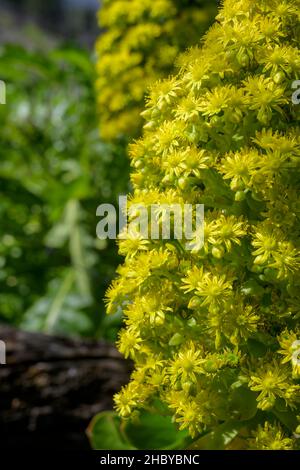 Aeonium arboreum flowering in a Southern California garden , USA. also ...