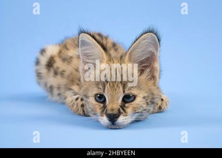 Serval (Leptailurus serval), juvenile, relaxed, 9 weeks, captive ...
