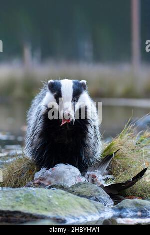 European badger (Meles meles) at the lake with prey (mallards), Czech ...