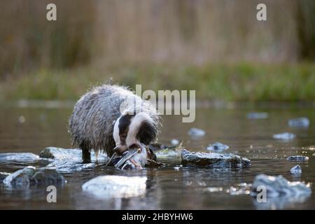 European badger (Meles meles) at the lake with prey (mallards), Czech ...
