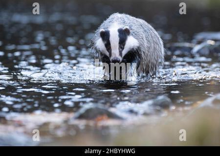 European badger (Meles meles) at the lake, Czech Republic Stock Photo ...