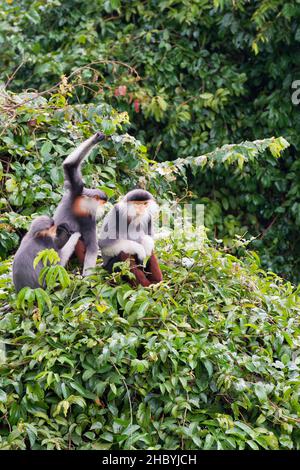 Three red-legged dress monkeys (Pygathrix nemaeus) sitting on a treetop ...