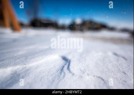 Windswept backyard with blades of dead lawn grass poking through snow ...