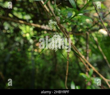 Close up of wild Asparagus racemosus plant planted in a disposed pot ...