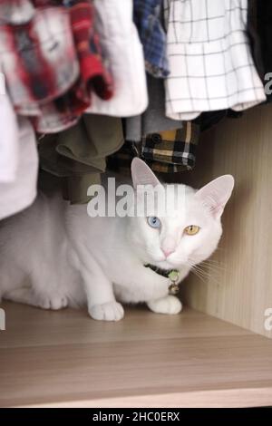 The white cat in the wardrobe Stock Photo - Alamy