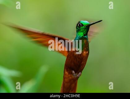 Rainbow Starfrontlet (Coeligena iris), Ecuador, South America Stock ...
