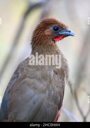 Rufous-headed Chachalaca, Ortalis erythroptera, at a feeder at Urraca ...