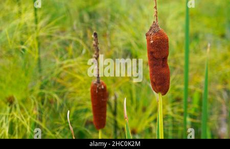 Southern cattail (Typha domingensis) closeup - Topeekeegee Yugnee (TY ...