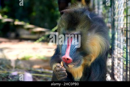 Portrait of a young mandrill monkey eating Stock Photo - Alamy