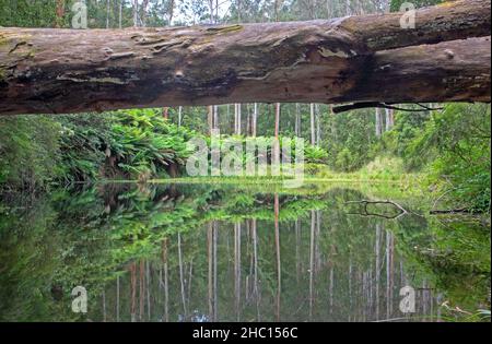 Lake in the Otway Ranges Stock Photo - Alamy