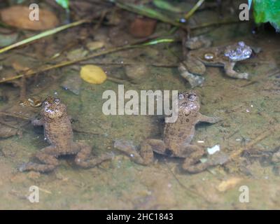 Three adult yellow-bellied toads, Bombina variegata in the shallow ...