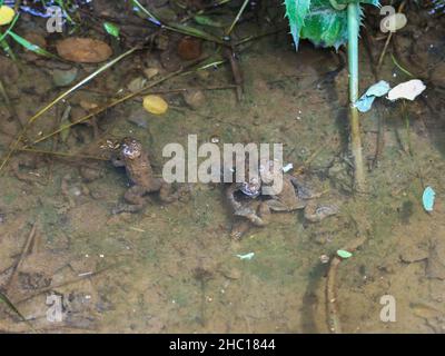 Three adult yellow-bellied toads, Bombina variegata in the shallow ...