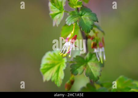 Ribes divaricatum flower in spring Stock Photo - Alamy