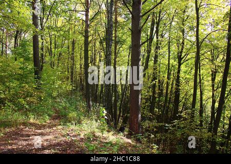 A picturesque slope of a large ravine overgrown with trees in a forest ...