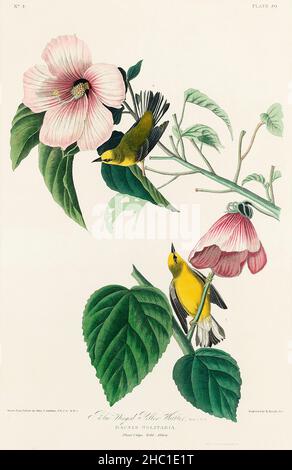 Blue winged yellow warbler. From "The Birds of America", 1827-1838 ...