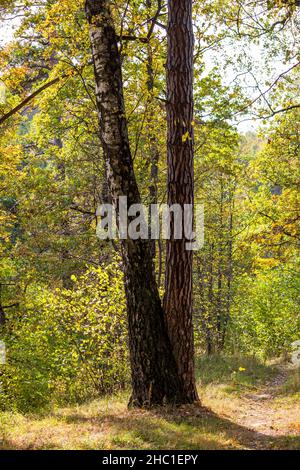 Birch and pine growing together in a beautiful grove. Common base for ...