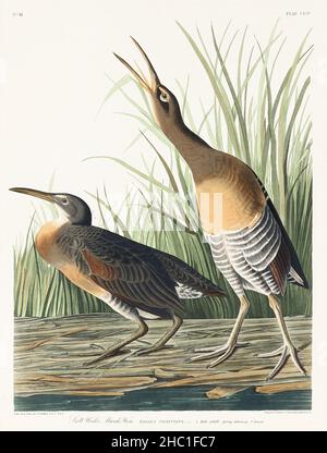 Clapper Rail, or Salt-water Marsh Hen. 1. Male. 2. Female., Audubon ...