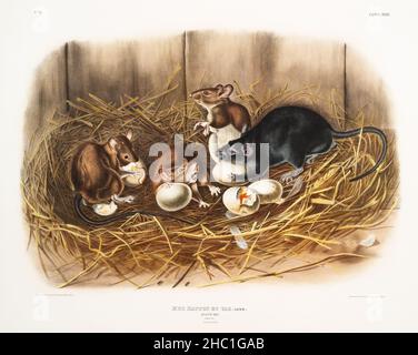 Rattus rattus, black rat Stock Photo - Alamy