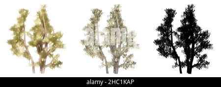 Set or collection of Common Hazel trees as a black silhouette on white ...