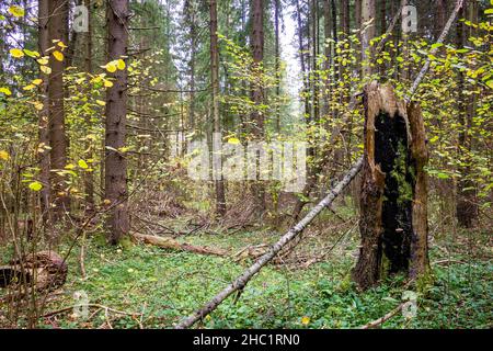 Remains of a charred tree covered with green moss in a coniferous ...