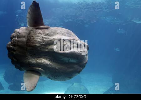 Sunfish underwater close up portrait view Stock Photo - Alamy