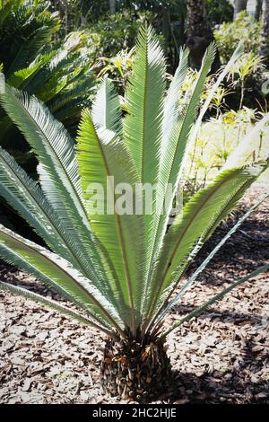 Dioon merolae cycad Stock Photo - Alamy