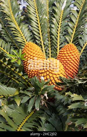 Encephalartos ferox cycad Stock Photo - Alamy