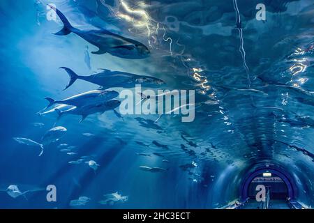 Inside Aquarium of the L'Oceanografic, Valencia Ciudad de las Artes y ...