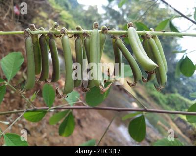 Crotalaria longirostrata, the chipilin (Crotalaria pallida) seed and ...