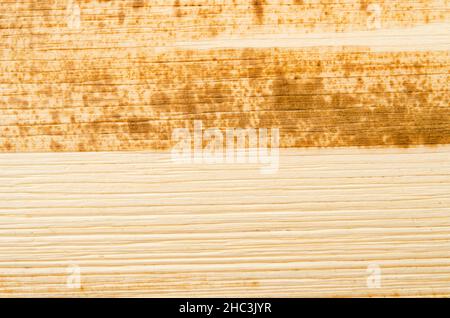 Dry betel nut leaf, palm texture as background Stock Photo - Alamy