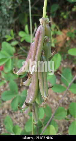 Crotalaria longirostrata, the chipilin (Crotalaria pallida) seed and ...