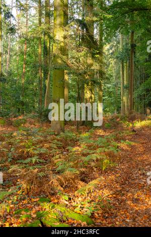 A beautiful green forest, in a vertical shot Stock Photo - Alamy