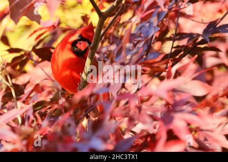 Closeup shot of a Northern cardinal perched on a branch on a blurred ...
