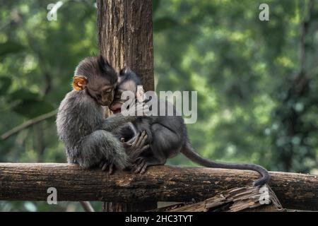 Closeup shot of two cute monkeys on a tree Stock Photo - Alamy