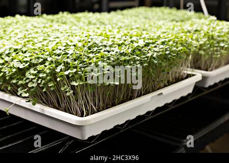 Closeup shot of microgreens being harvested in a white pot Stock Photo ...