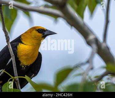A closeup shot of a perched Eurasian Golden Oriole bird Stock Photo - Alamy