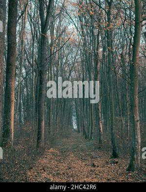 A vertical shot of a long trail through a green forest Stock Photo - Alamy