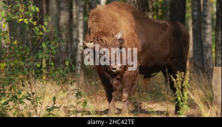 European bison in autumn Stock Photo - Alamy