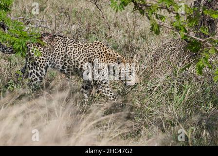 heaviliy wounded female leopard, Panthera pardus, stalking injured ...